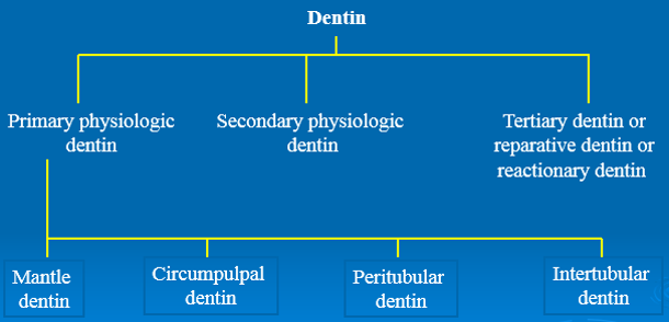 Dentin- Microscopic Structure, Properties, Types and Functions