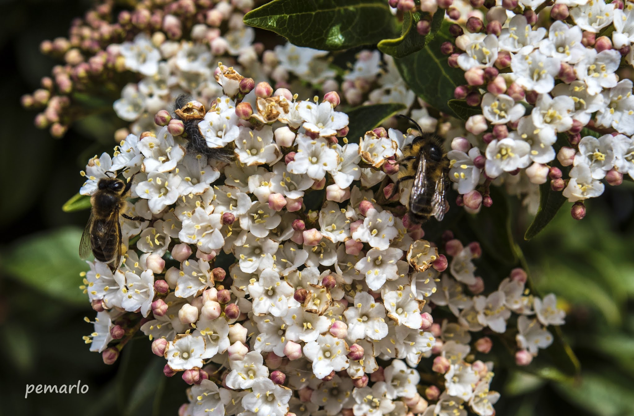 Plantas de Murcia: VIBURNUM TINUS (Durillo) EN LAS SIERRAS DE LA PILA ...