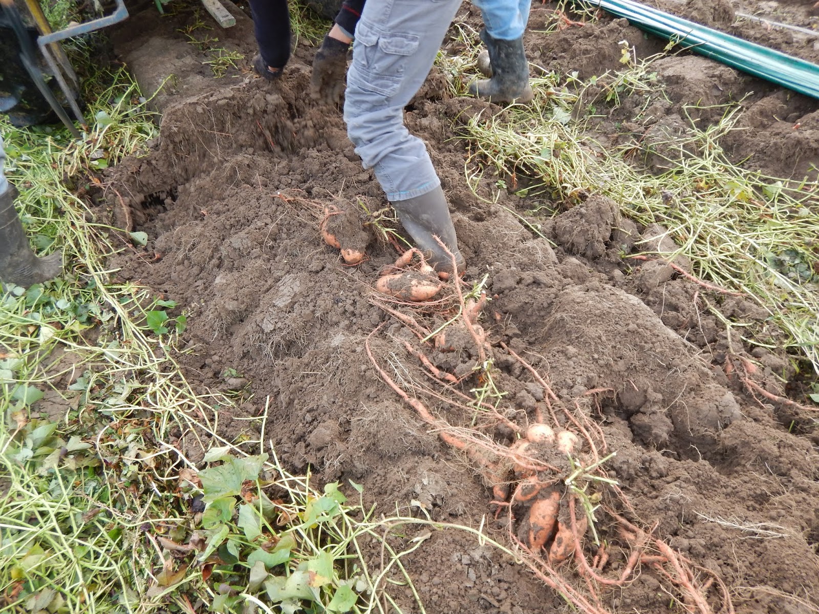 Harmony Valley Farm: Sweet Potatoes 2019