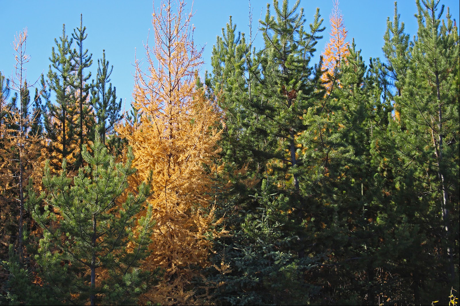 Replant.ca Environmental: The Tamarack tree (Larix laricina)