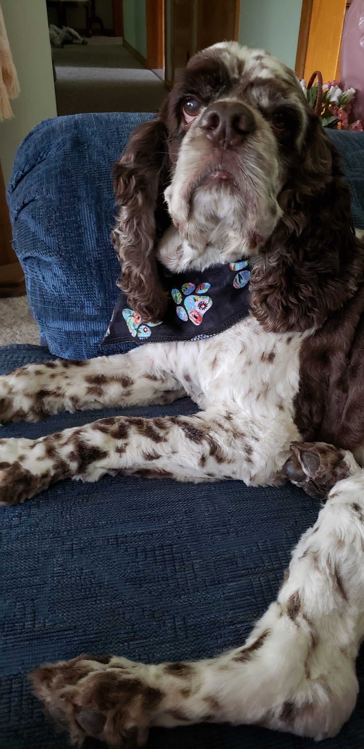 Cocker Spaniel Adoption Center Blog: 2020