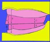 biomateriales: rodetes