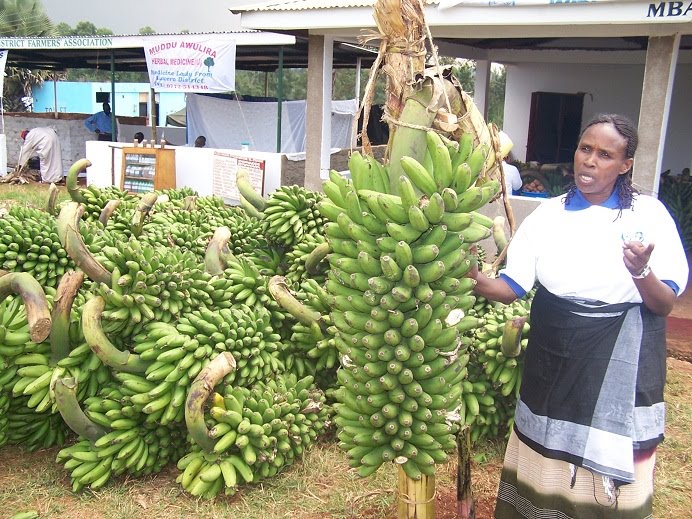 HE CARETH FOR YOU: IT IS TIME TO SEE THE JINJA AGRICULTURAL SHOW GROUND ...