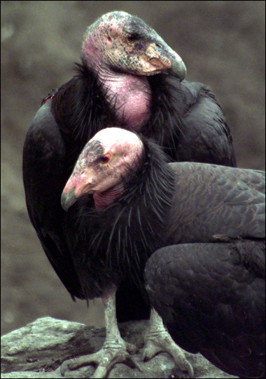 El ojo del buitre: Aves - Cóndor californiano (Gymnogyps californianus)
