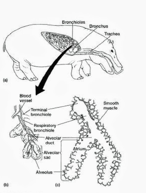Respiratory organs in mammals | Art of life