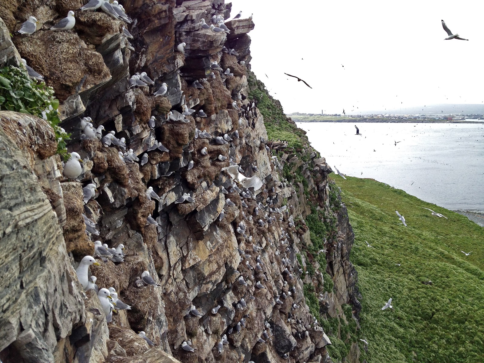 biotope: Life and death at the bird cliff