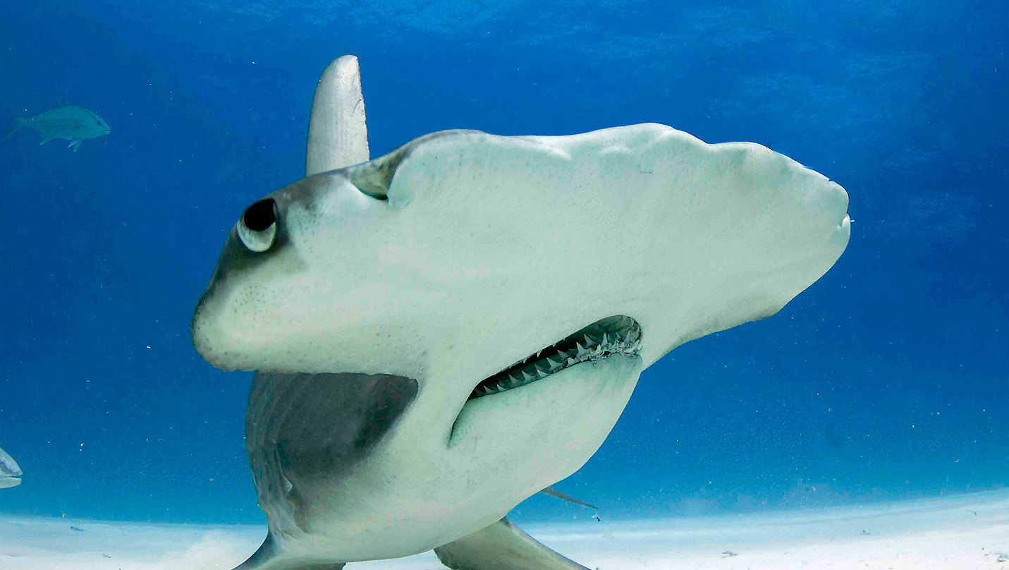 Os 10 maiores tubarões do mundo | DidiNooz