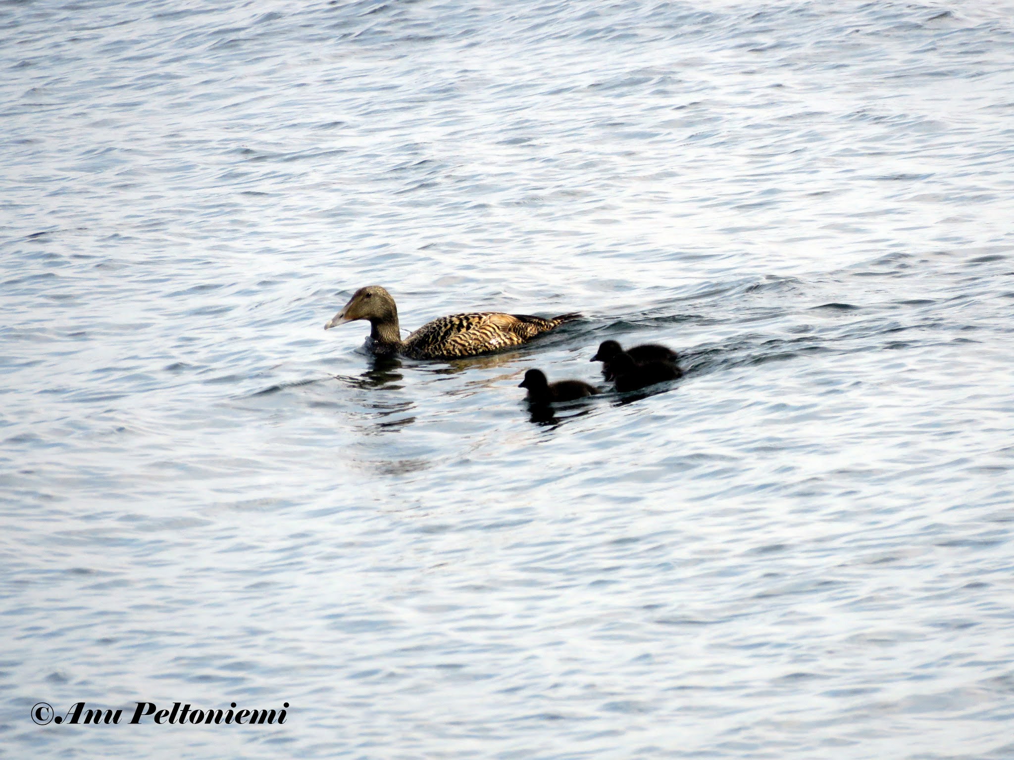 Lintuilua - Birding: Porkkala ja haahkat - Porkkala and eiders