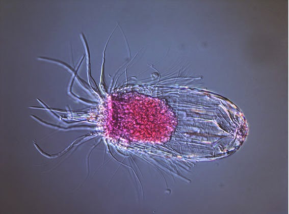 STEFAN LUKETA: FILUM LORICIFERA