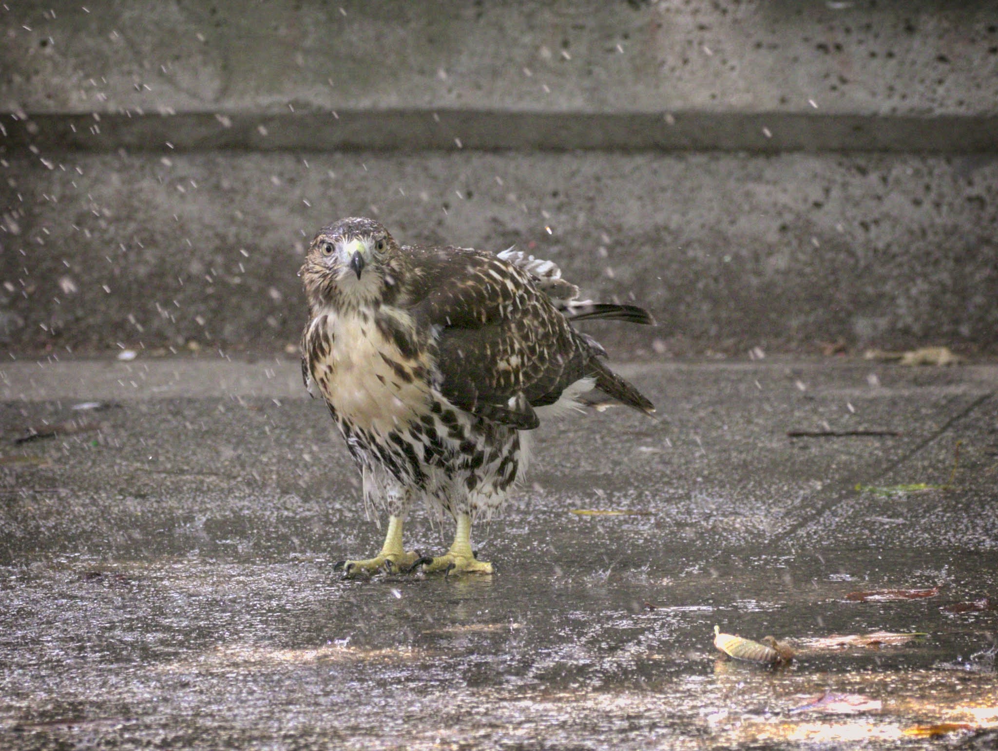 Laura Goggin Photography: Tompkins Square hawk fledgling frolicks in ...