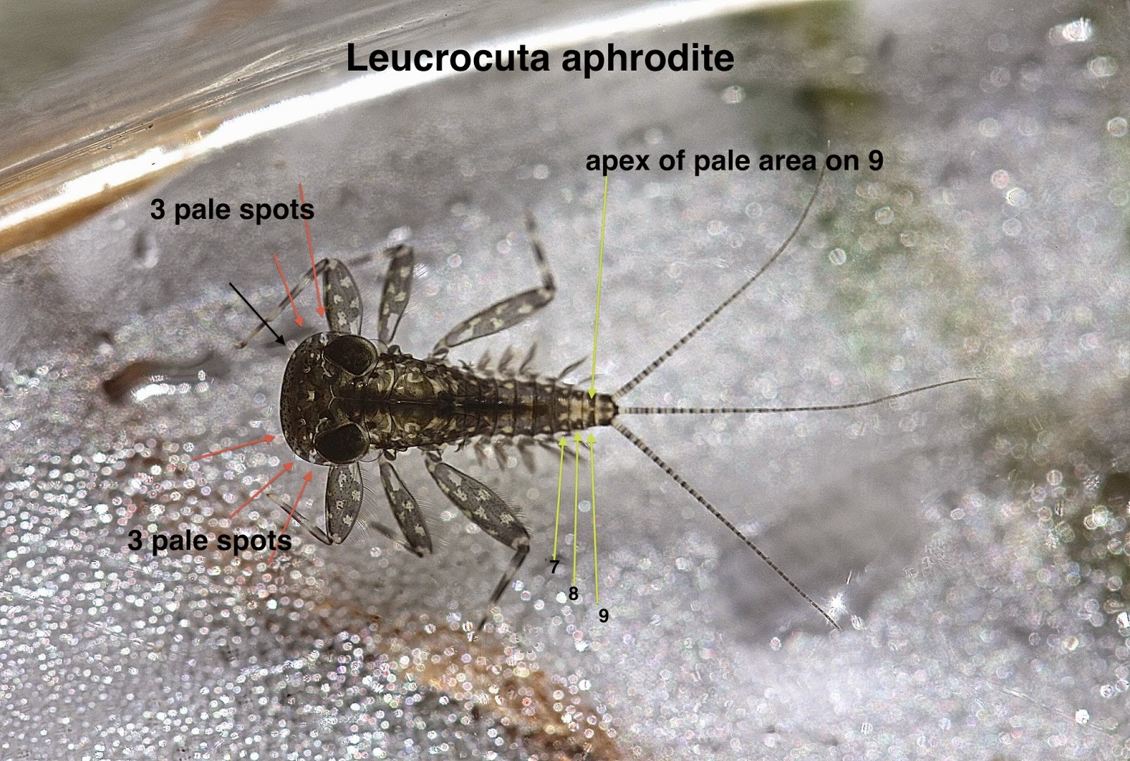 Aquatic Insects of Central Virginia: Leucrocuta flatheaded mayflies ...