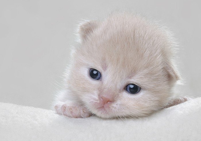 AY Juanita!: Las imágenes más tiernas de animales!!