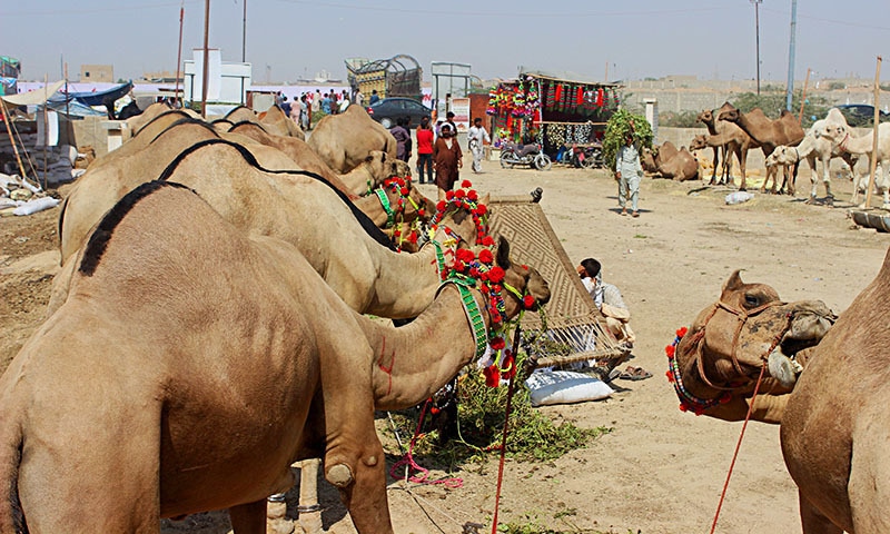 Camel Barbering, Badan Unta Seperti Karpet