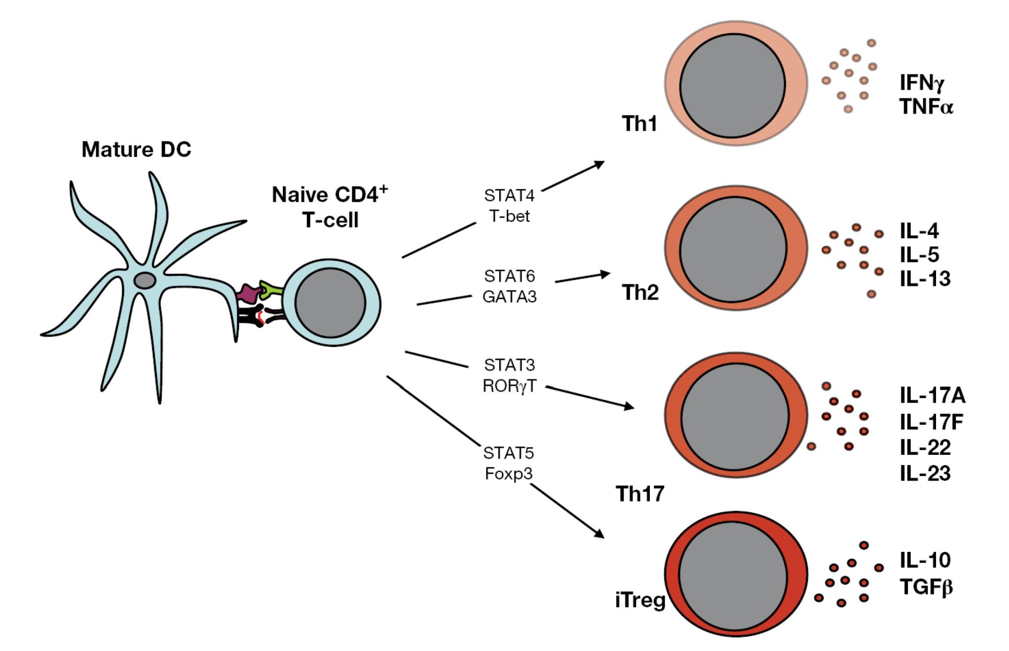 ACTIVATED T‐CELLS EXHIBIT DISTINCT GENE EXPRESSION SIGNATURES ...