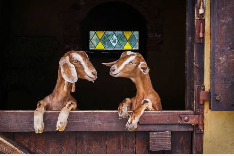 Inilah Alasan, Mengapa Kambing Dipilih Untuk Kurban