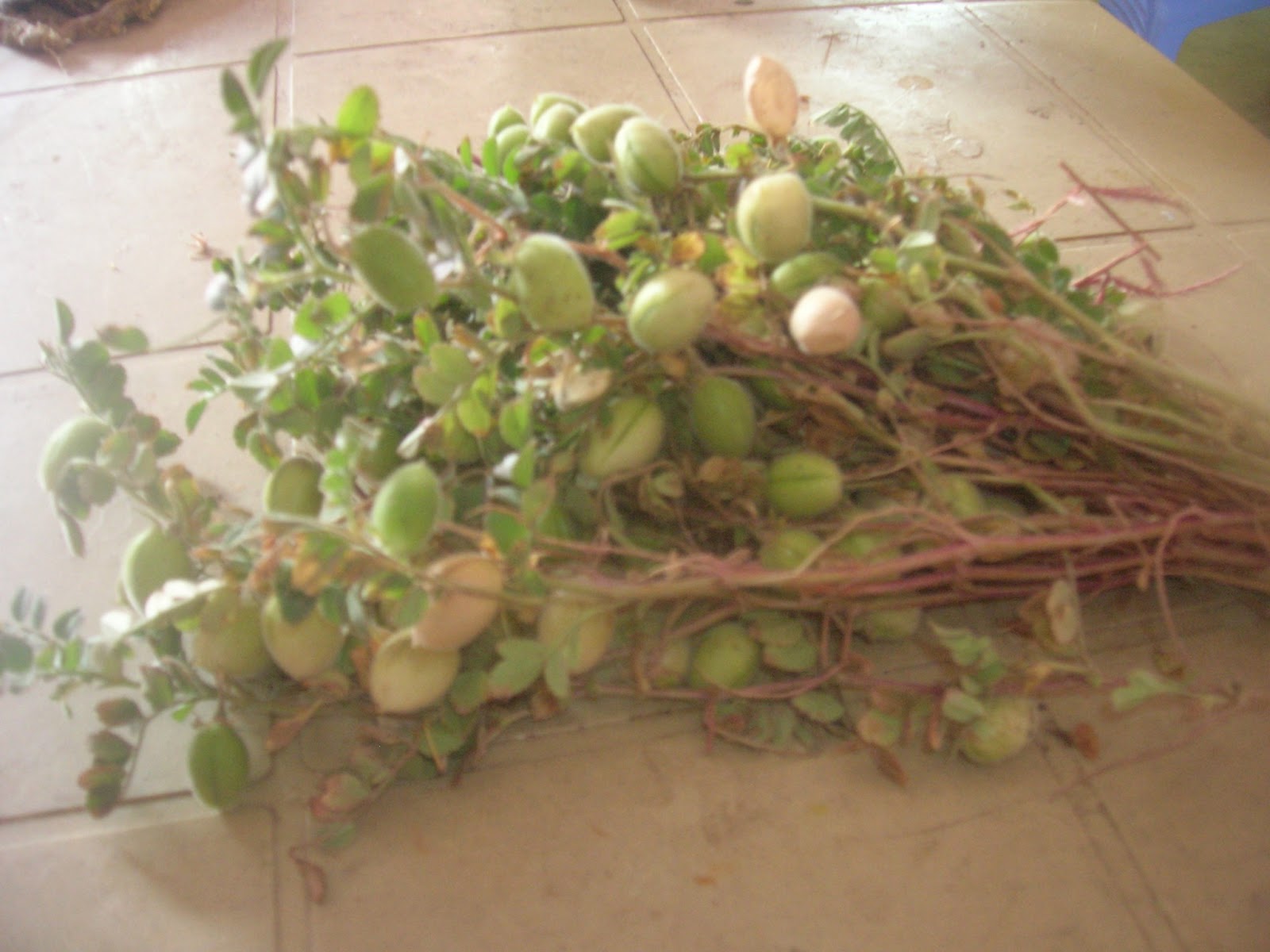 Cook with Arthy shama: Hari boot/Green garbazo beans/ Pachai kondai kadalai