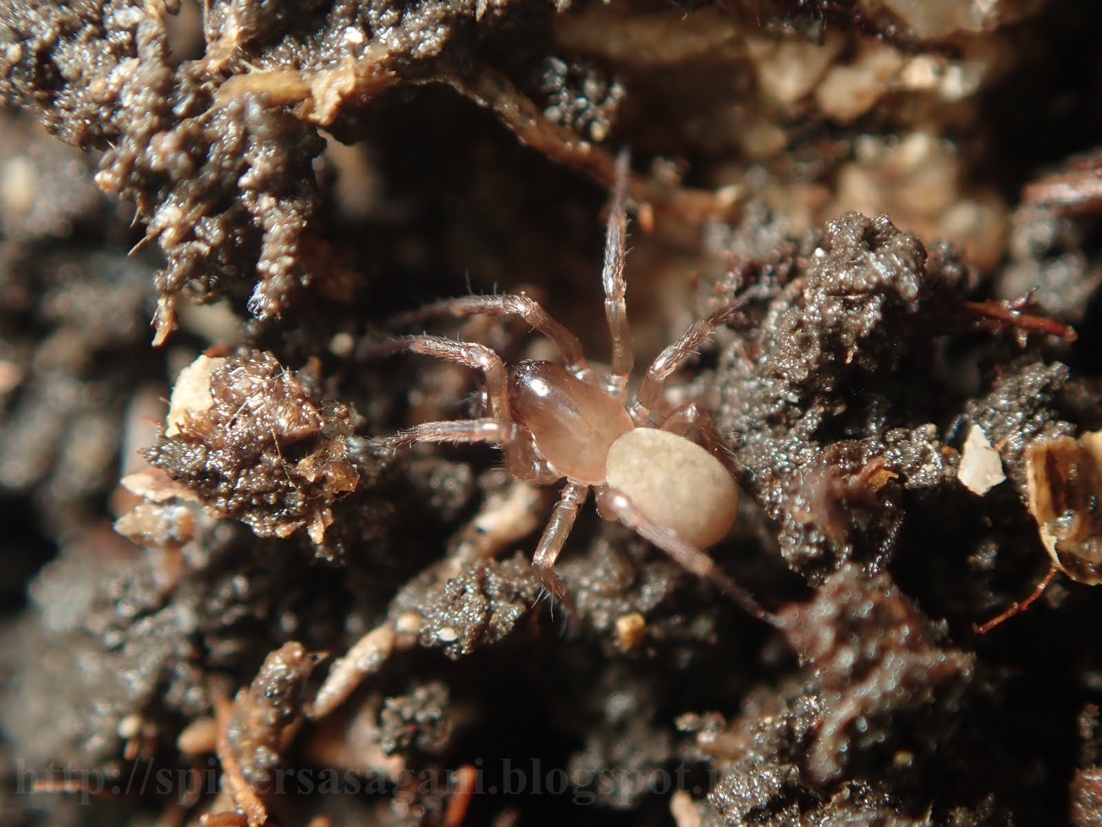 細蟹屋: Cybaeidae ナミハグモ科