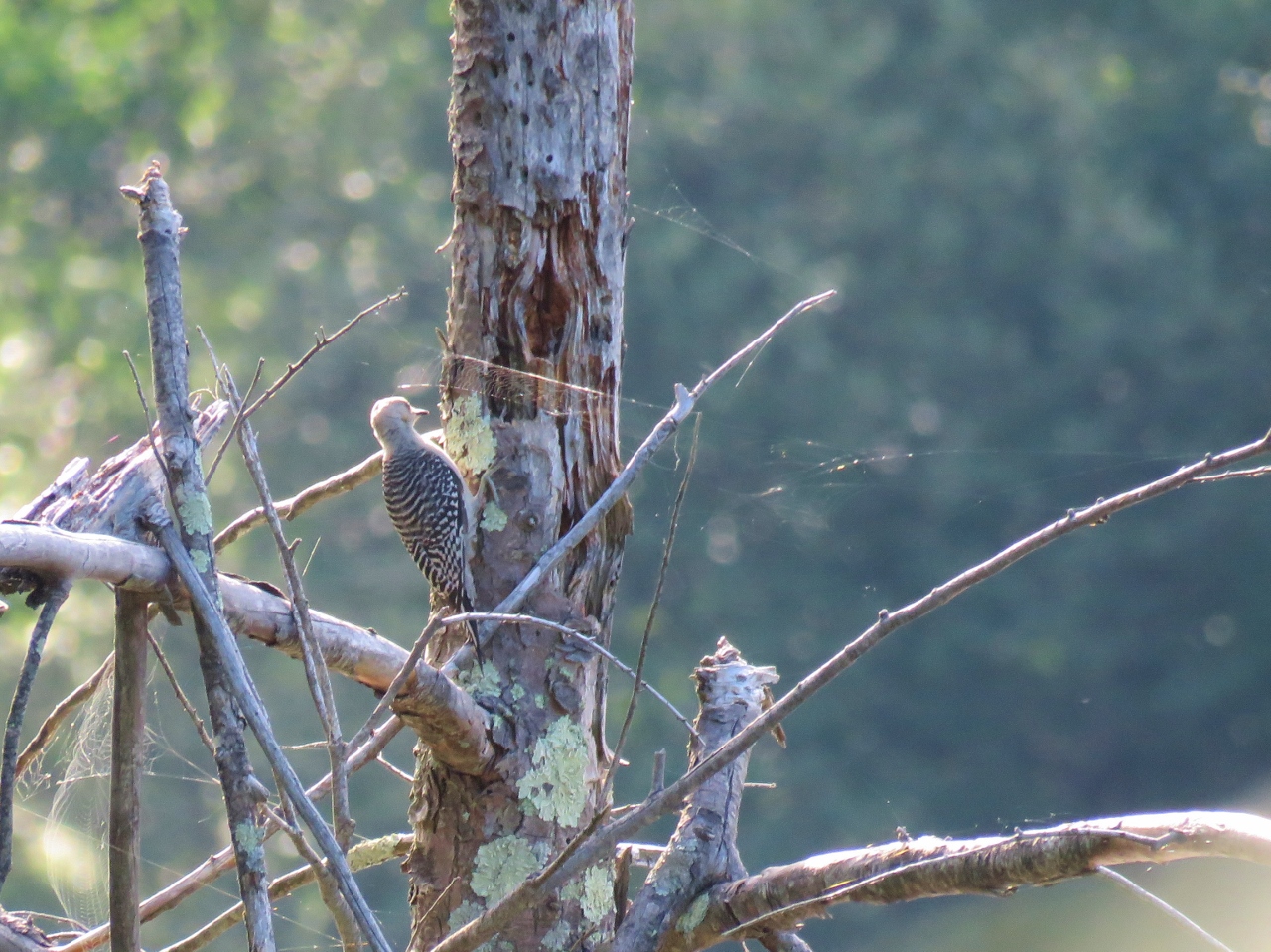 Gone Hikin': Fahnestock State Park, NY - Canopus Lake