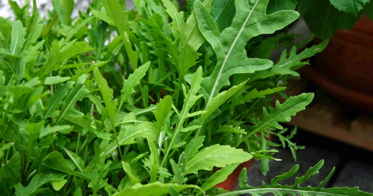 GROWING ROCKET FROM SEED |The Garden of Eaden