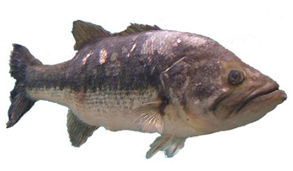 TB in Fish, Mycobacterium Tuberculosis; Bettas & more