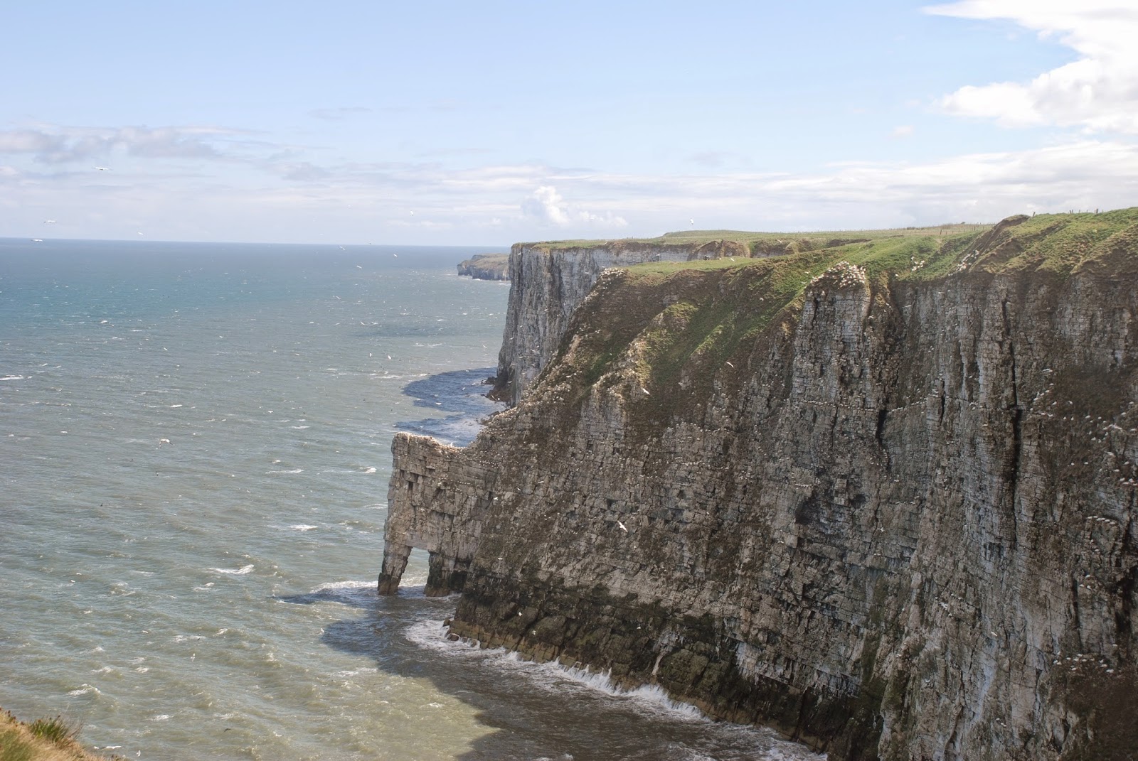 Out4aduck - A record of my birding year: Tour de Yorkshire at Bempton ...