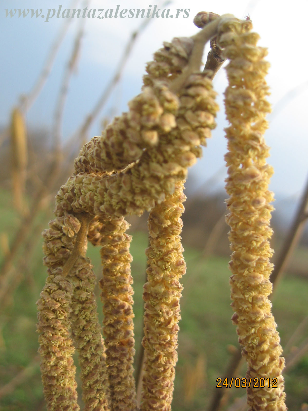 Плантажа лешника: Особине леске - цветови
