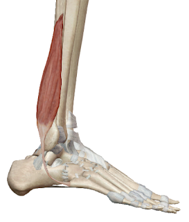 VAMO A ESTUDIAR MEDICINA: MÚSCULOS DE LA PIERNA