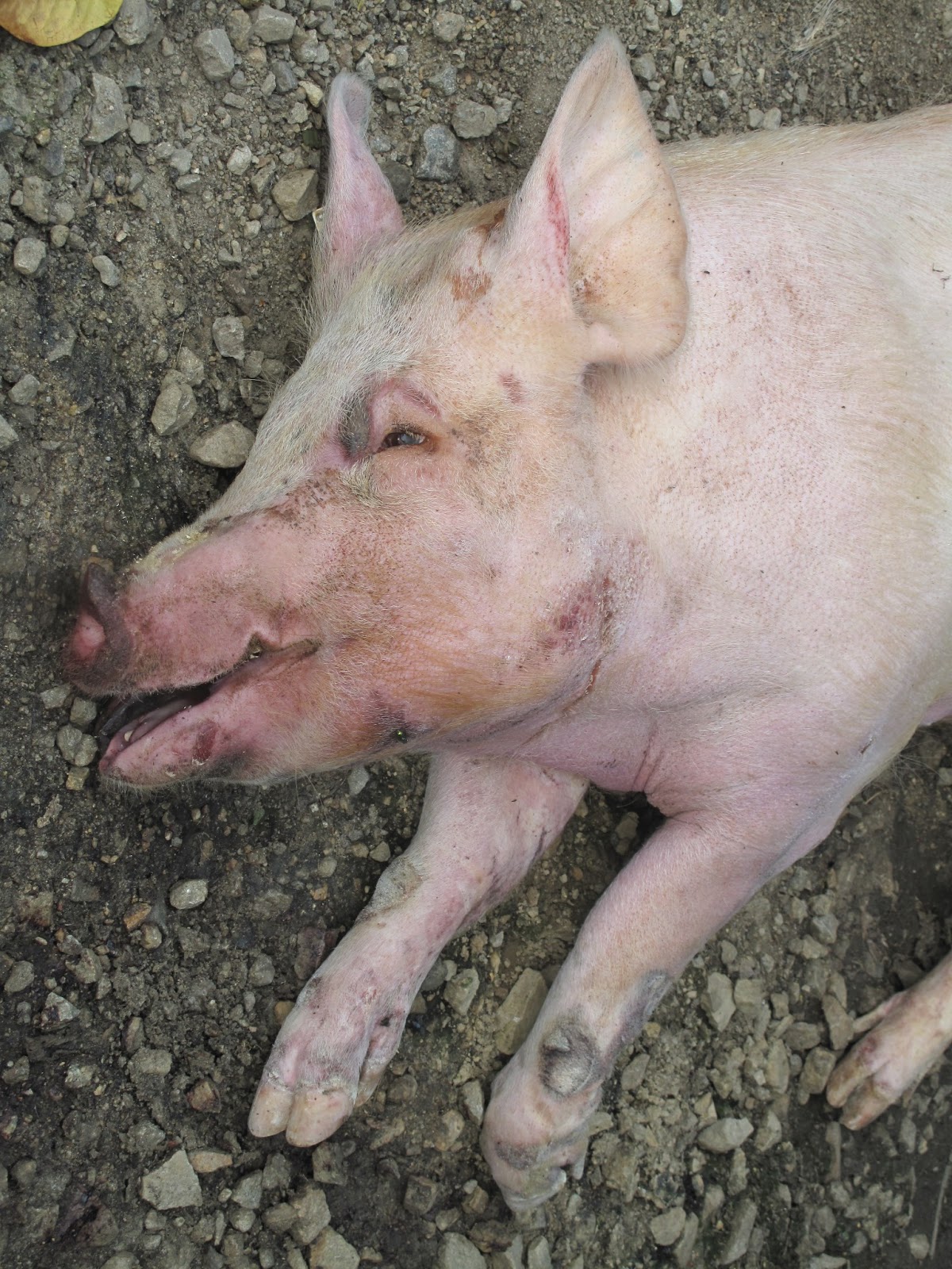 Livingin22: Supermoon, dead pig and Breton animals