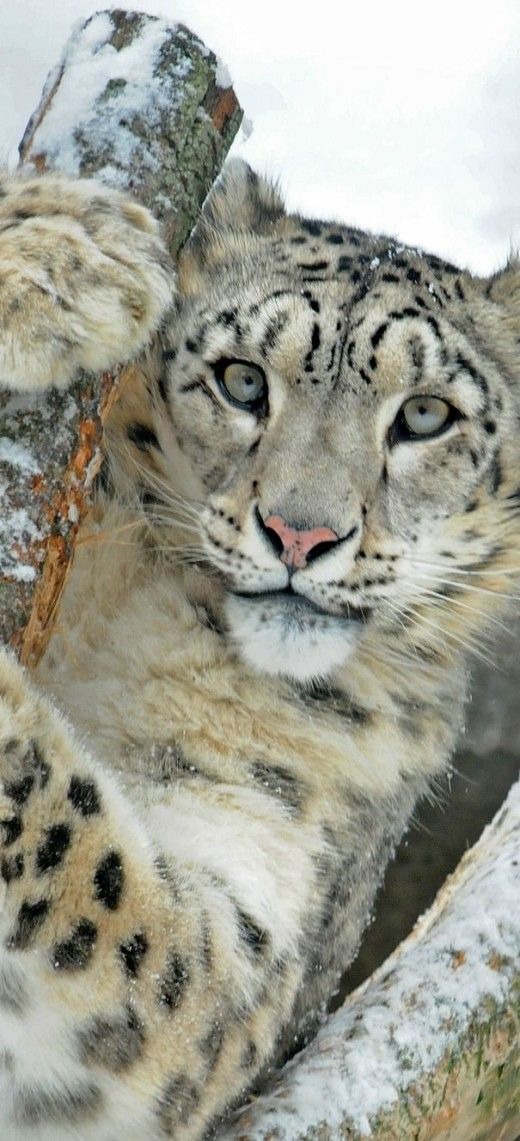 Central Asia: BASIC FACTS ABOUT SNOW LEOPARDS - CENTRAL ASIA