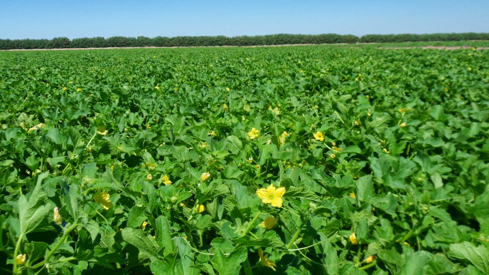 Vandervoet and Associates: Fall 2013 Melon Crop Update