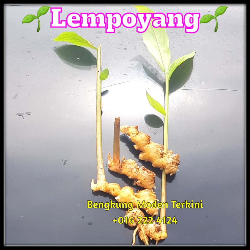 Bengkung Moden Terkini: Rizom Lempoyang Segar / Fresh Bitter Ginger