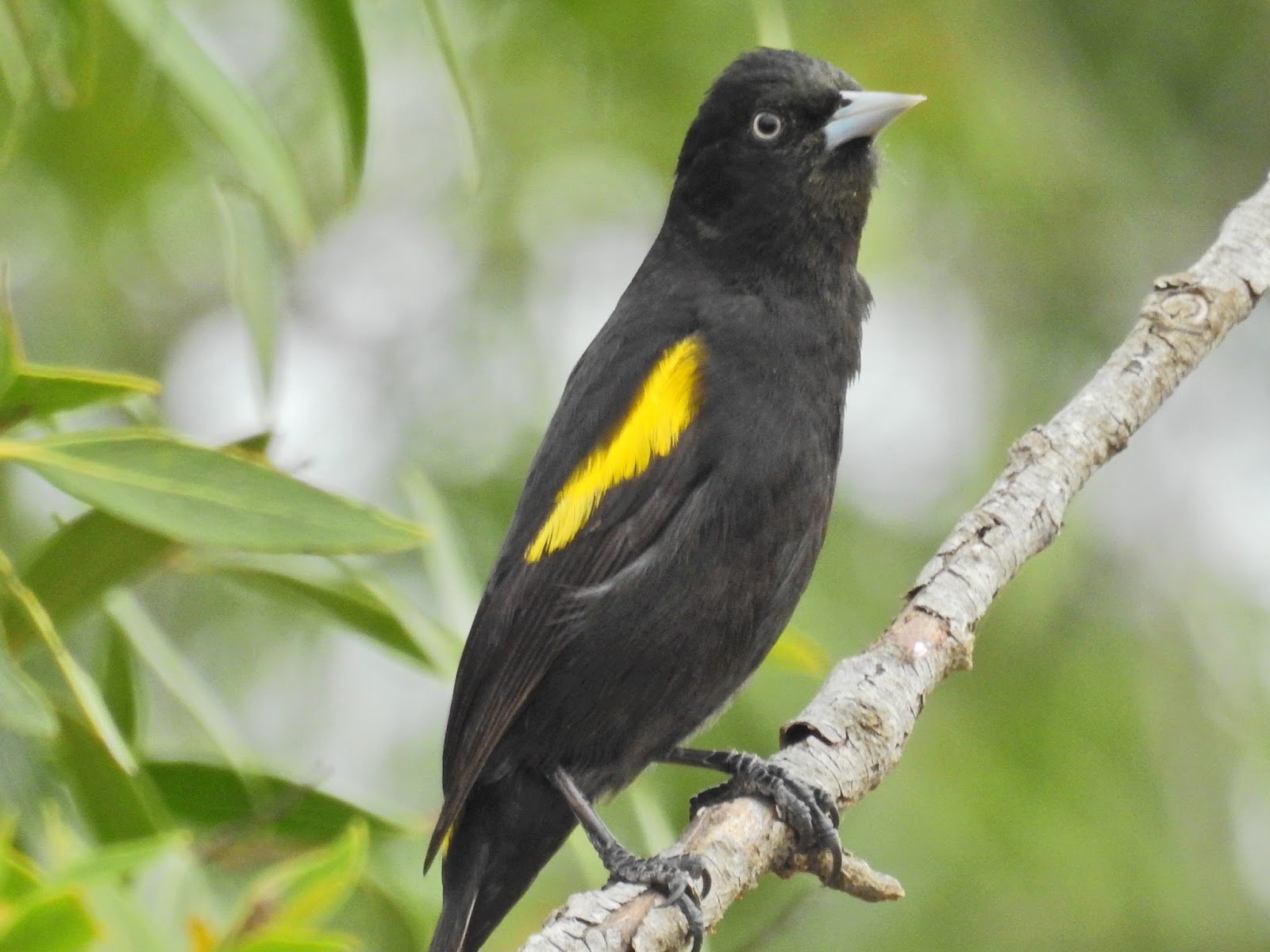 Eigatimaula! O diário dos pinheirenses na internet: TECELÃO