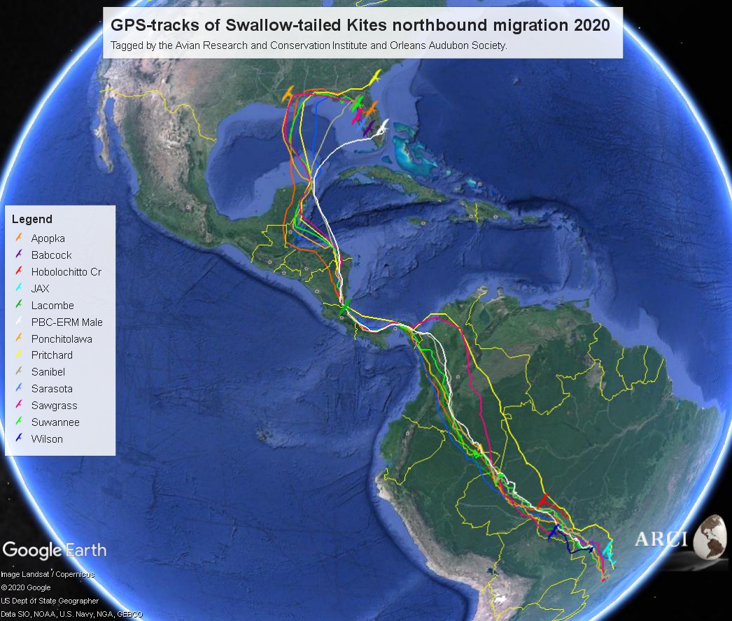 Swallow-tailed Kite Migration: While Swallow-tailed Kites settle into ...