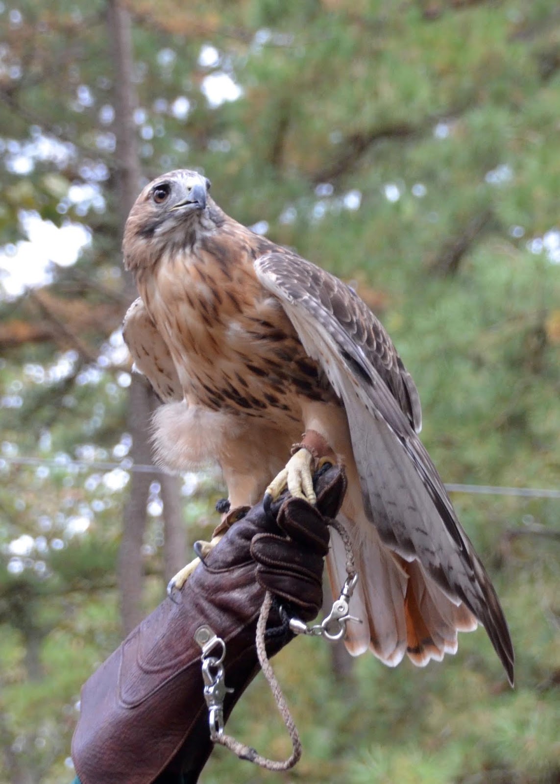 Urban Wildlife Guide: Red-tailed Hawk