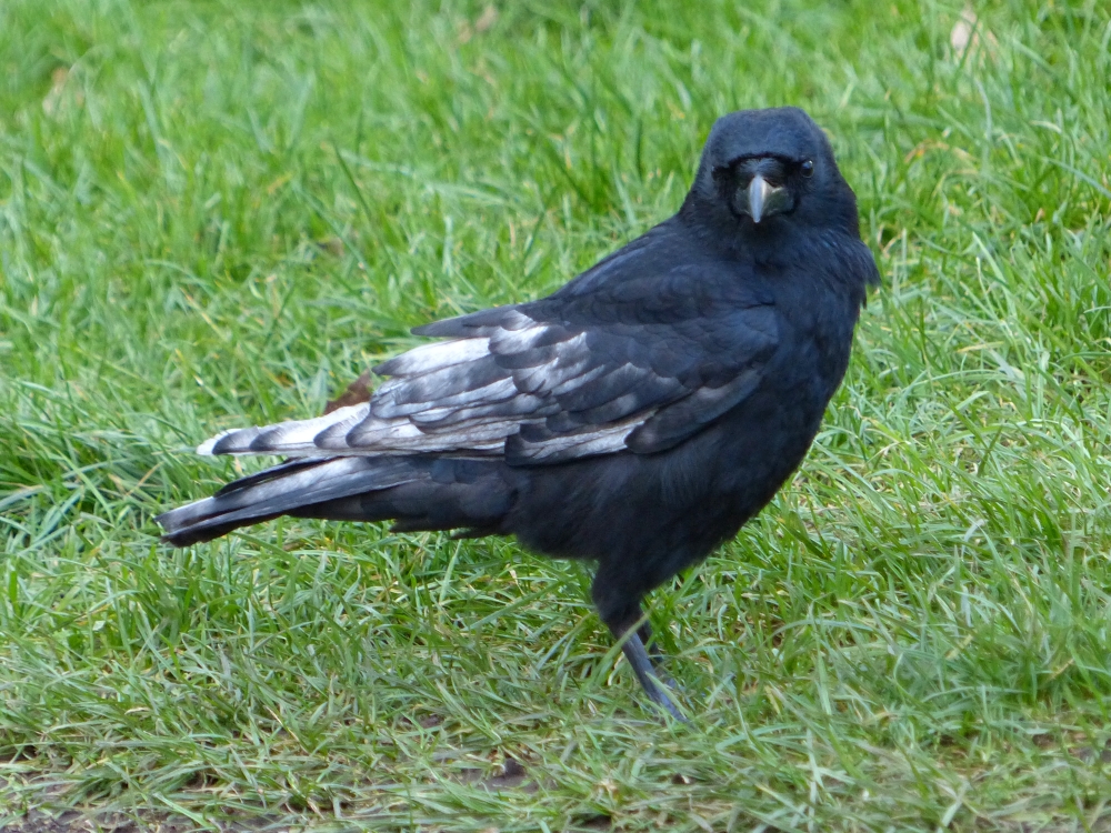 Kensington Gardens and Hyde Park birds