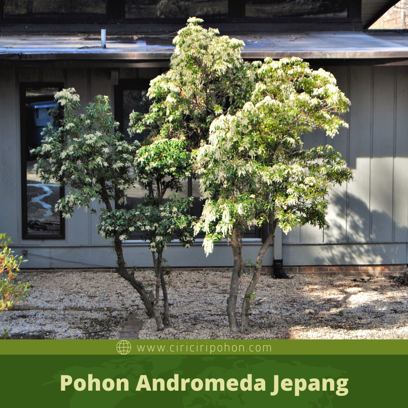 Ciri Ciri Pohon Andromeda Jepang (Pieris japonica) Di Alam Liar ...