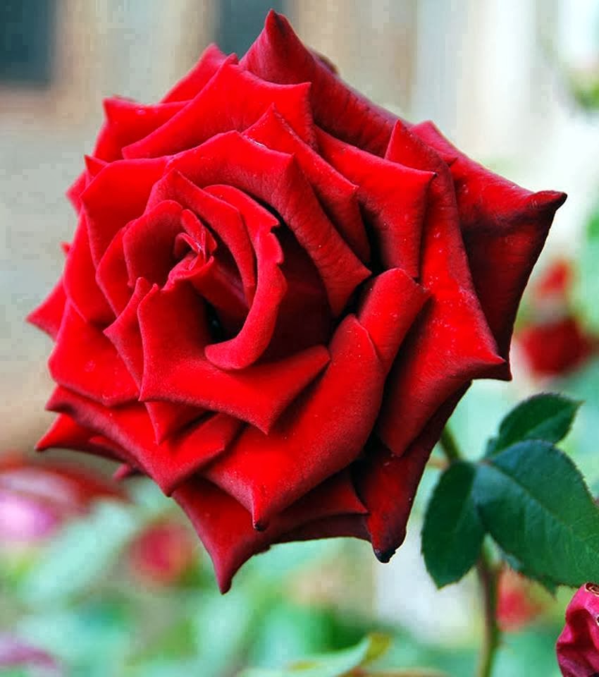 Brotes de Amor: Rosas Rojas