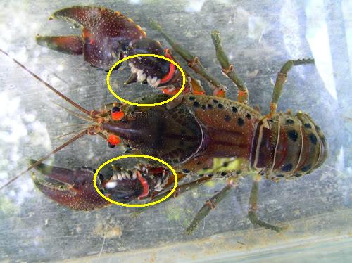 Medan CrayFish | CrawFish | Crawdad: Yabbie Parasite : Crayfish ...