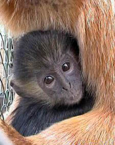 Kajian Terhadap Hewan Lutung Jawa (Trachypithecus auratus) | MAXGEO