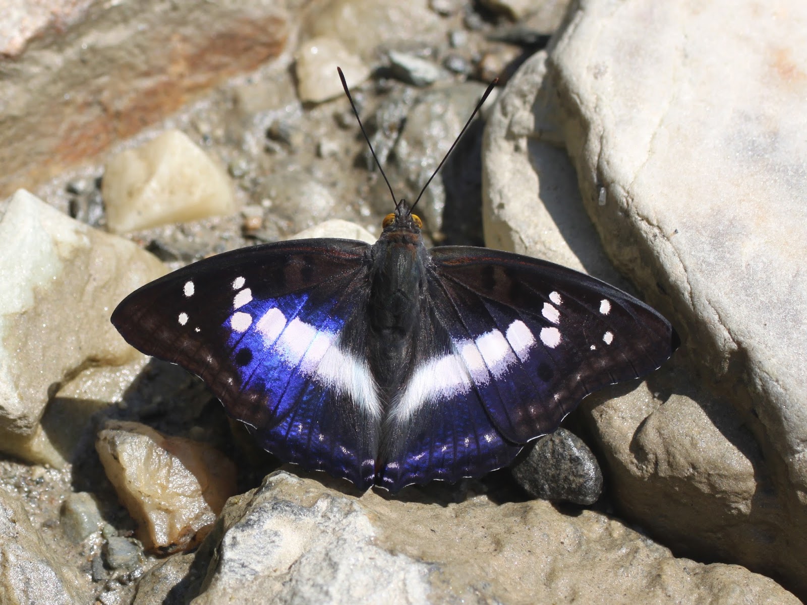 Indian Purple Emperor