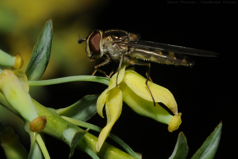 Falmouth Nature Notes : The torment of Trailing Tormentil