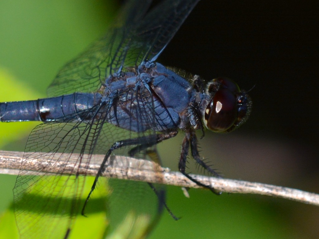 The Latest: Georgia Dragonfly Photos