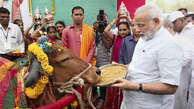 Why was The Cow a Sacred Animal for the people of India?