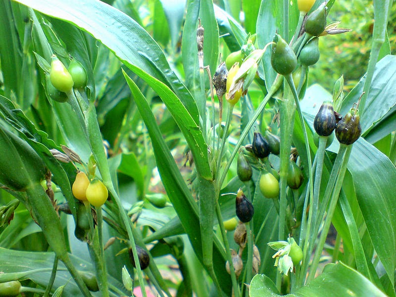 kegunaan Utama tanaman Jali bagi kesehatan - MISBAH BLOG