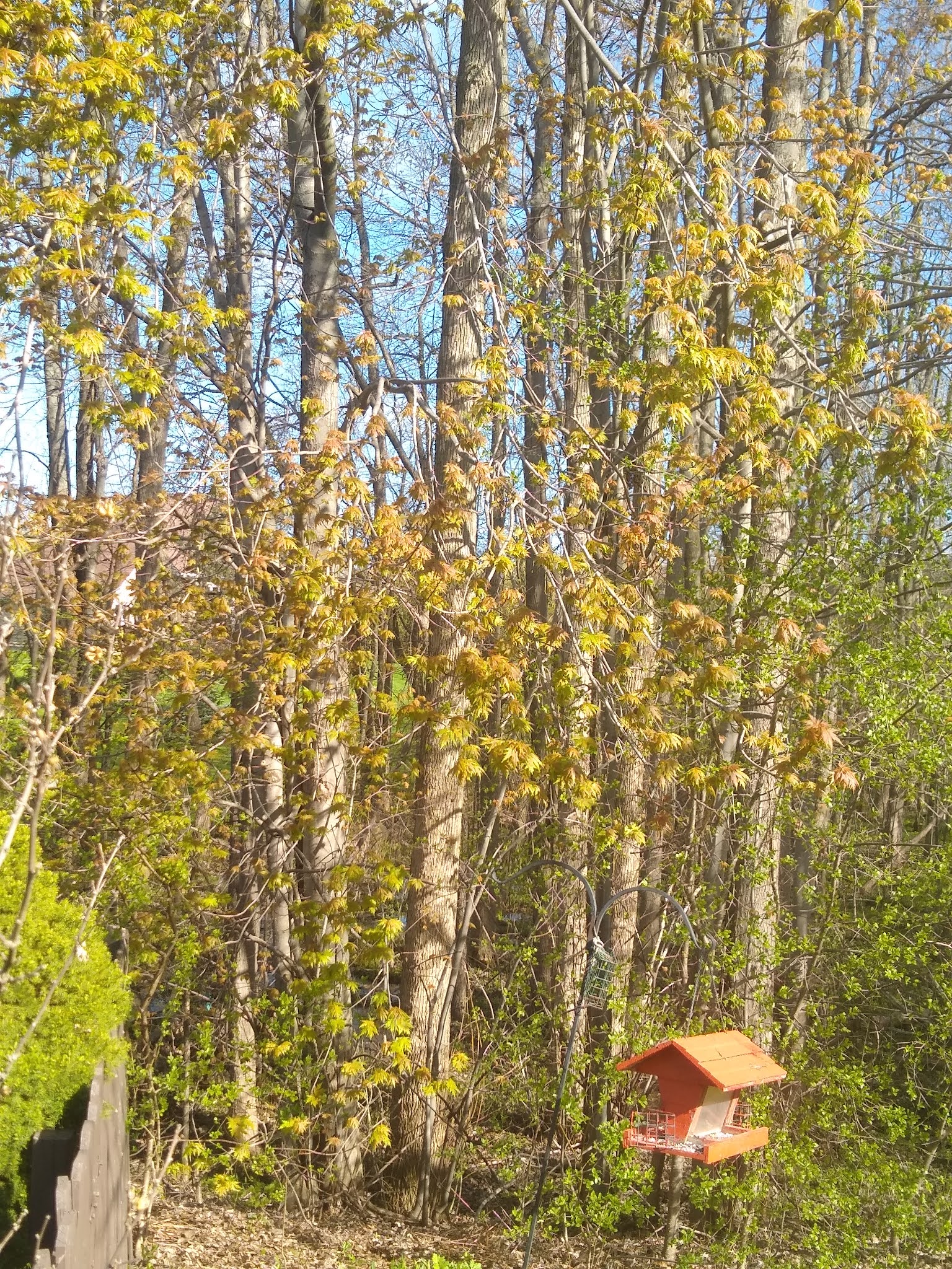 The Morning Message: Giving Trees