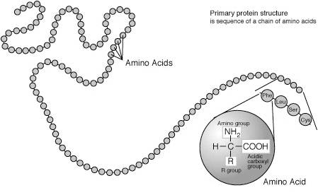 Kimeni's Blog: Makalah Protein