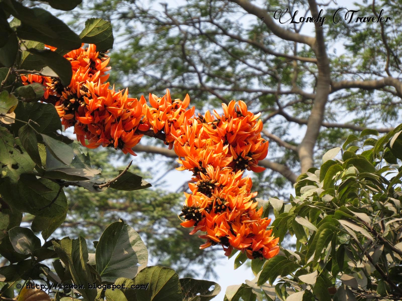 Flame of the Forest - Butea monosperma