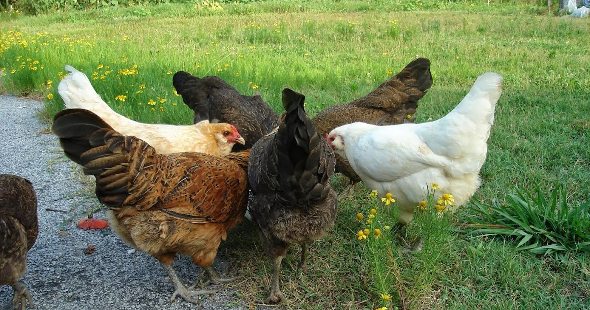 Chicken Autopsy Results