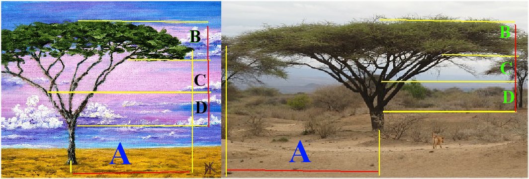 LENNARD'S BONSAI BEGINNINGS.: Defining the Acacia Flat Top Style