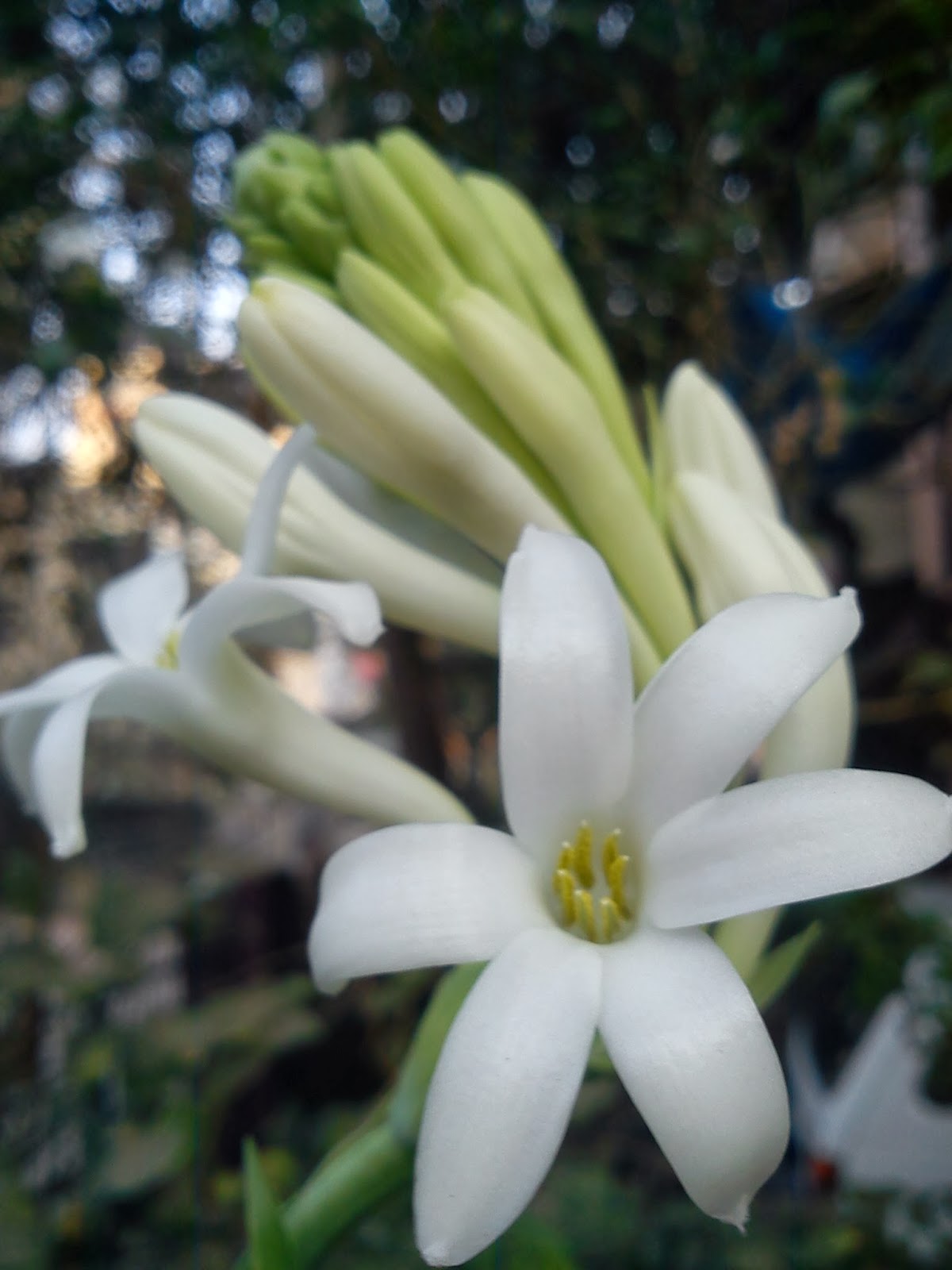 sagar: Rajnigandha (Gulchadi) Flower